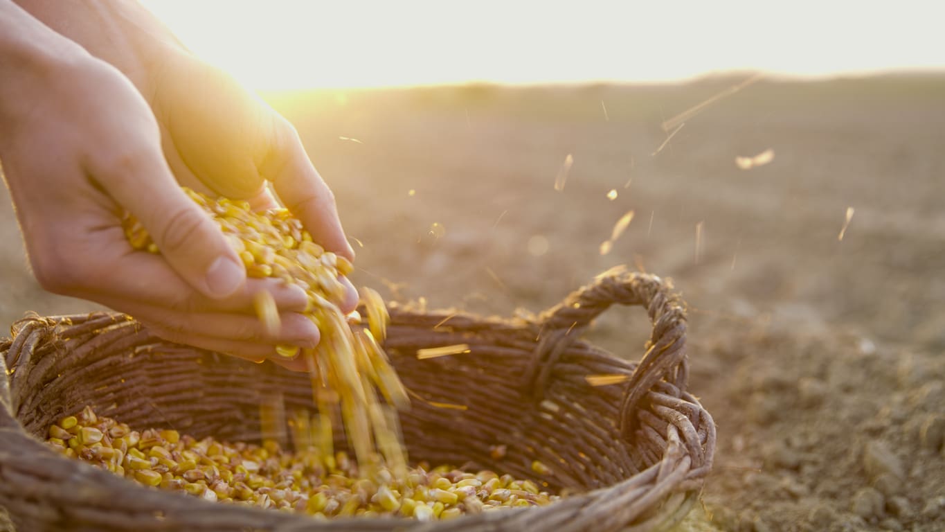 Best Organic Popcorn for Healthy Snacking & Clean Eating