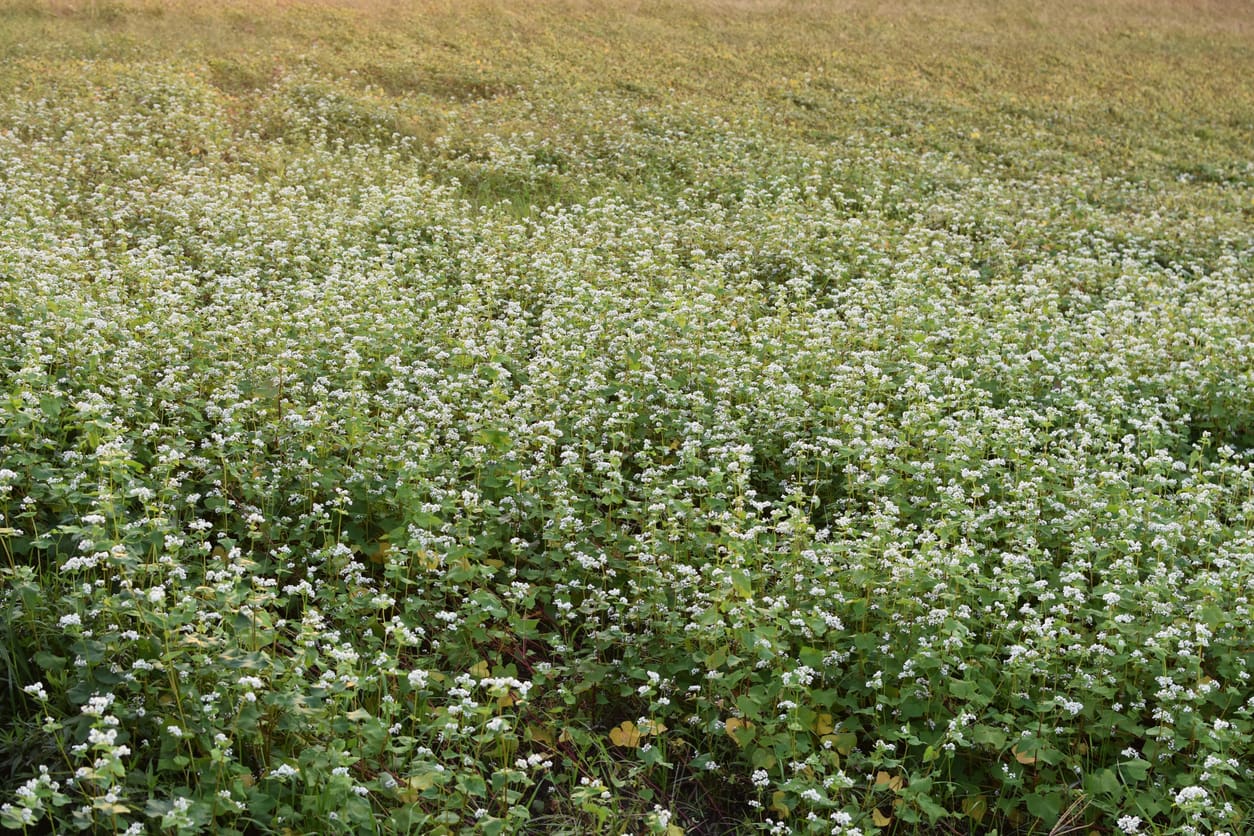 Is Buckwheat Gluten Free? A Celiac-Safe Grain for Your Diet