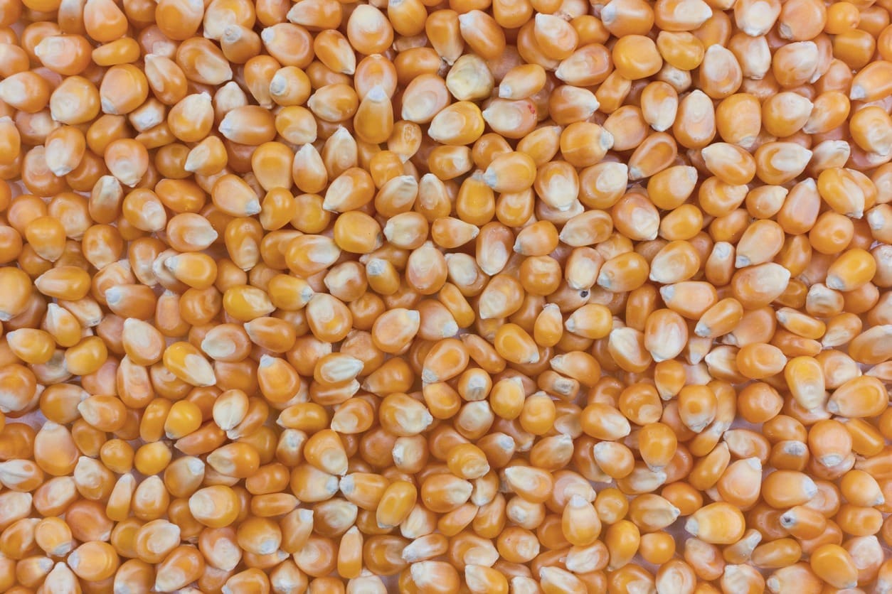 Heirloom Corn Varieties: Types & Benefits of Organic Corn